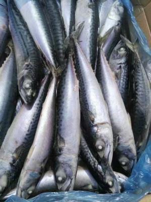 China Frozen Pacific Mackerel Whole Round for sale