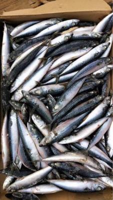 China Frozen Pacific Mackerel Whole Round for sale