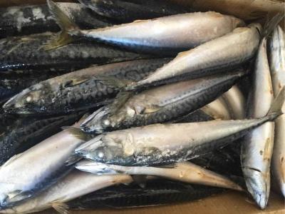 China Frozen Pacific Mackerel Whole Round for sale