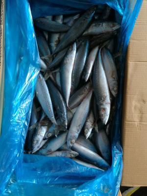 China Frozen Pacific Mackerel Whole Round for sale
