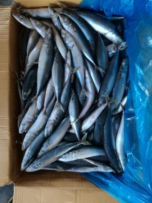 China Frozen Pacific Mackerel Whole Round for sale