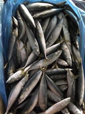 China Frozen Pacific Mackerel Whole Round for sale