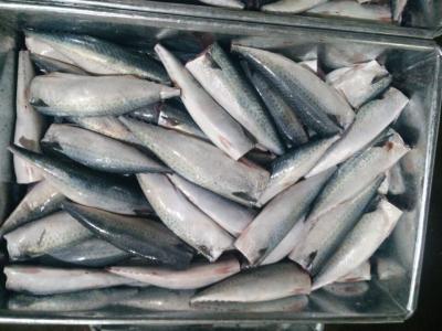 China Frozen Pacific Mackerel HGT for sale