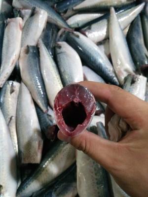China Frozen Pacific Mackerel HGT, 100-200g for sale