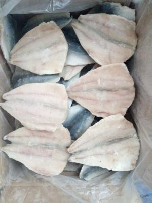 China Frozen Pacific Mackerel flaps for sale