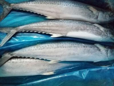 China Frozen spanish mackerel whole round for sale