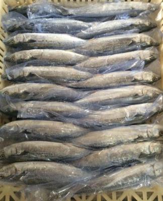 China Frozen spanish mackerel for sale
