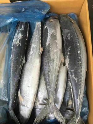 China Frozen spanish mackerel, king fish for sale