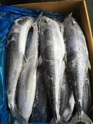 China Frozen spanish mackerel, king fish for sale