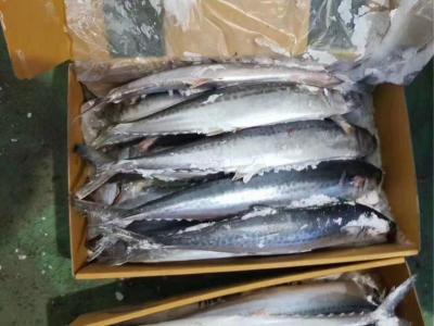 China Frozen spanish mackerel, king fish for sale