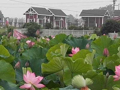 China Euro Style Bamboo house wood house villa house composite house for sale