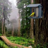 China Wifi Smart Bird Feeder Camera AI Recognize 8m Version Range For Outdoor Garden for sale