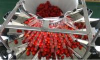 China Plastic Tray Multihead Weigher Packing Machine Automatic Filling for sale