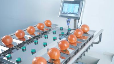 China os vegetais da máquina de empacotamento do manual de 250g 500g 1000g frutificam pesando à venda