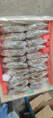 China backstopping clutch AV100 GV100 Alternative STIEBER one way freewheel clutch apply in Grain conveyors for sale