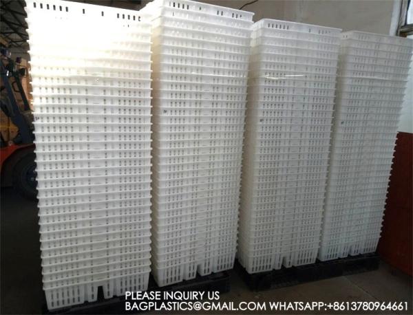 Quality sustainable white chicken cage 680*490*160mm Virgin PP Transportation Chicken for sale