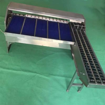 China Automatic Egg Sort Grade Weighing And Sorting Egg Machine Egg Grading Process Line Scale Grader Mini Sorter Egg Machine Commercial Egg Sorting Machine Automatic Egg Grading and Packing System for sale