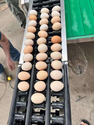 China Egg Sorter Egg Grading Machine Egg Grader Machine Production Line/Egg Weight Sorting Conveyor/5 Levels Industrial Stainless Steel Egg Grading Machine 5 Level Chicken Farm Egg Sorting Machine Egg Sort for sale