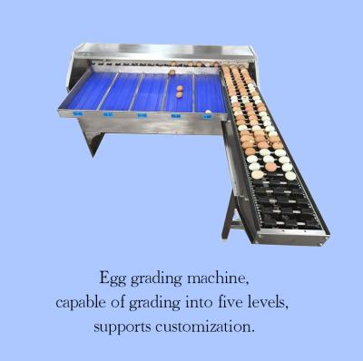 China Egg Sorter Egg Grading Machine Egg Grader Machine Production Line/Egg Weight Sorting Conveyor/5 Levels Industrial Stainless Steel Egg Grading Machine 5 Level Chicken Farm Egg Sorting Machine Egg Sort for sale