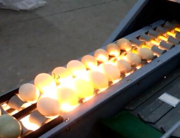 China Egg Sorter Egg Grading Machine Egg Grader Machine Production Line/Egg Weight Sorting Conveyor/5 Levels Industrial Stainless Steel Egg Grading Machine 5 Level Chicken Farm Egg Sorting Machine Egg Sort for sale