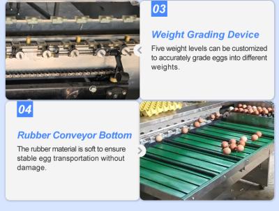 China Egg Sorter Egg Grading Machine Egg Grader Machine Production Line/Egg Weight Sorting Conveyor/5 Levels Industrial Stainless Steel Egg Grading Machine 5 Level Chicken Farm Egg Sorting Machine Egg Sort for sale