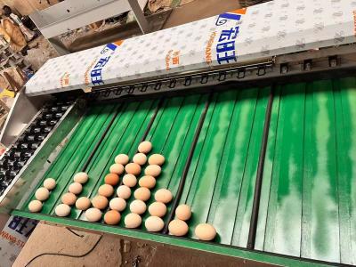 China Egg Sorter Egg Grading Machine Egg Grader Machine Production Line/Egg Weight Sorting Conveyor/5 Levels Industrial Stainless Steel Egg Grading Machine 5 Level Chicken Farm Egg Sorting Machine Egg Sort for sale