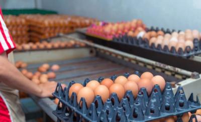 China Egg Sorter Egg Grading Machine Egg Grader Machine Production Line/Egg Weight Sorting Conveyor/5 Levels Industrial Stainless Steel Egg Grading Machine 5 Level Chicken Farm Egg Sorting Machine Egg Sort for sale