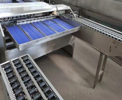 China Egg Sorter Egg Grading Machine Egg Grader Machine Production Line/Egg Weight Sorting Conveyor/5 Levels Industrial Stainless Steel Egg Grading Machine 5 Level Chicken Farm Egg Sorting Machine Egg Sort for sale