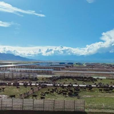 China Cattle Shed with Galvanized Steel Frame & Open-Sided Shade Roof for Dairy, Beef & Feedlot Farms Low-Cost & Fast Assembly for sale