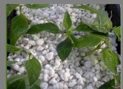China Expanded Perlite For Urban Agriculture Hydroponics With Good Price for sale