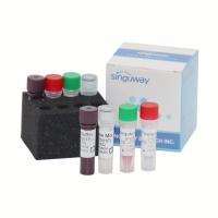 China MTHFR Gene Test Kit 50uL Volume 2000 Copies/mL Sensitivity PCR Fluorescence Probe for sale