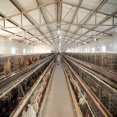 Cina Q235B Q355B ASTM A36 Casa prefabbricata Pollame Azienda agricola Strutture moderne Buono isolamento in vendita