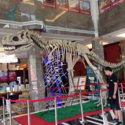 China Buy real t rex dinosaur fossils for sale for sale