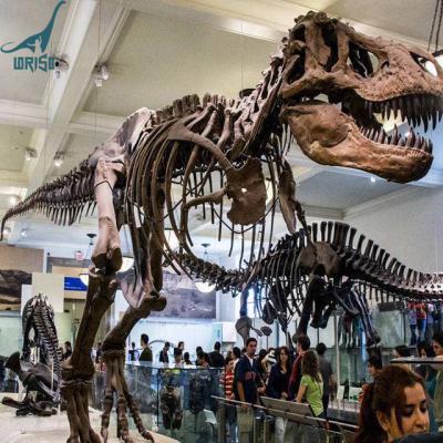 China Life Size Dinosaur Skeleton Model Replicas For Museum for sale