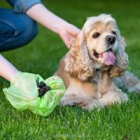 China Plastic-Free Customized Biodegradable Compostable Disposable Dog Poop Bag for sale