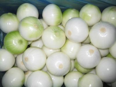 China Industrial Onion Peeling Machine Price|onion Skin Remover Manufacturers for sale
