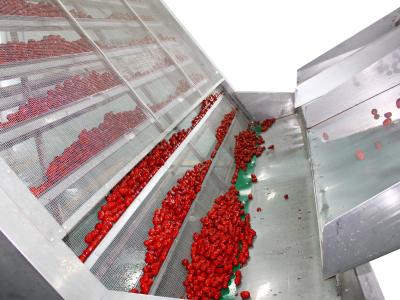 Китай Удерживание цвета машины для просушки 400kg/h 1.1kw пояса сетки обезвоживания автоматическое продается
