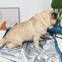 China Automatic Dog Drying Bags plastic Pet Drying Bag Blue Blow Quick for sale