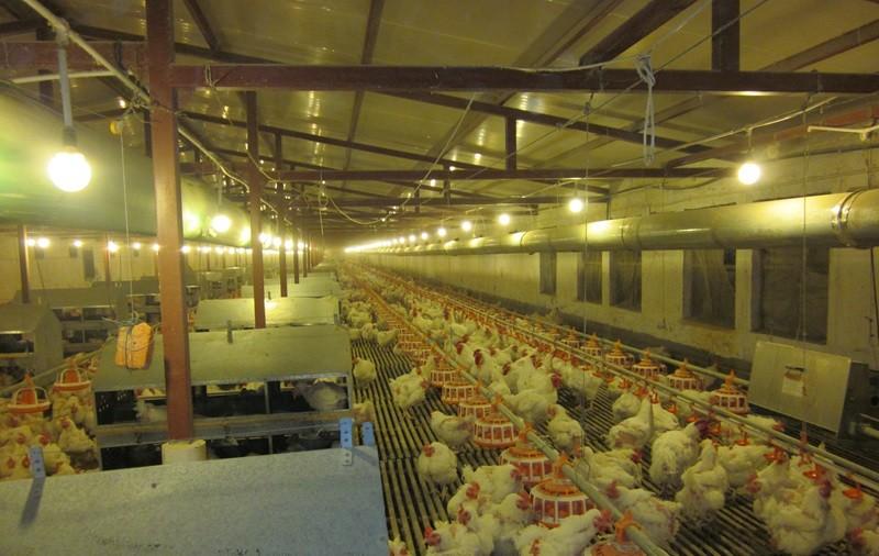 Verified China supplier - Wudi Sinossen Husbandry Equipment Co., Ltd.