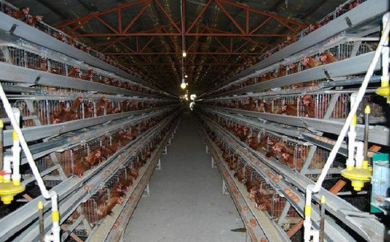 Verified China supplier - Wudi Sinossen Husbandry Equipment Co., Ltd.