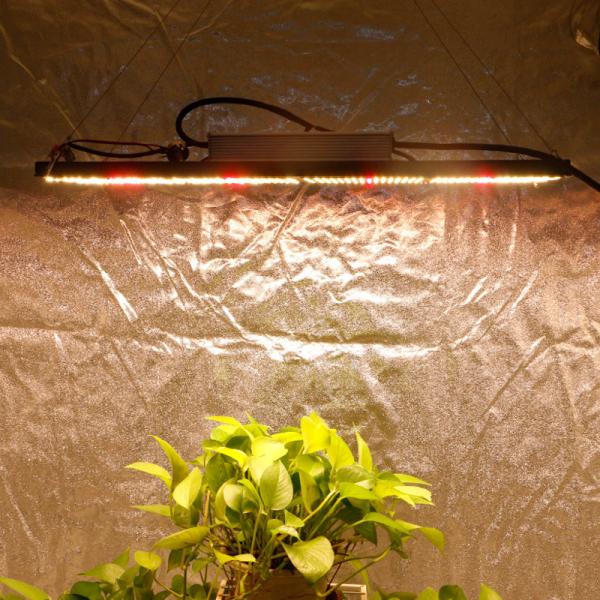 Quality new product 2024 240w Folux V2 led board full spectrum hydroponic grow light for sale