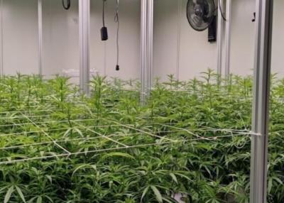 China Custom Aeroponics Hydroponics System / Substrate System Intelligent Planting for sale