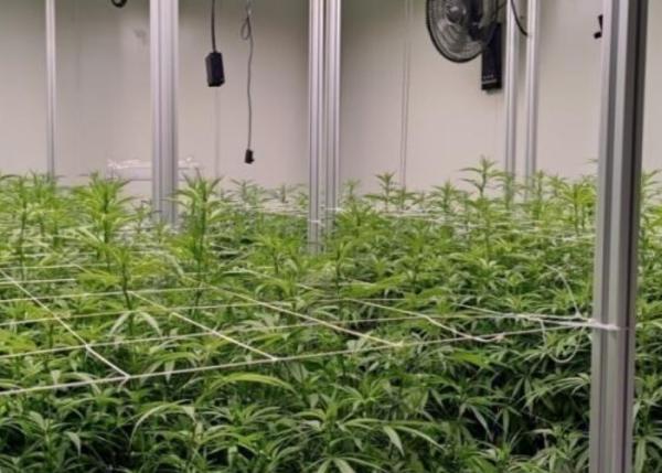 Sistema de hidroponía aeropónica personalizada para la plantación