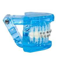 China Orthodontic Teeth Development Model CE Certified ALS Dental Teaching Models with Brackets for sale