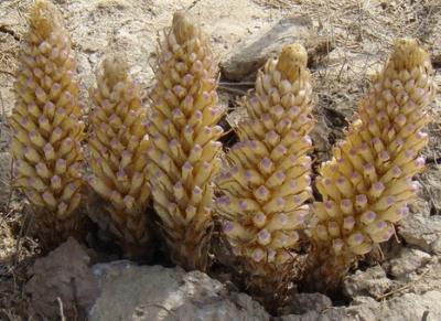 China high quality 10:1 Songaria Cynomorium P.E --Cynomorium songaricum Rupr for sale