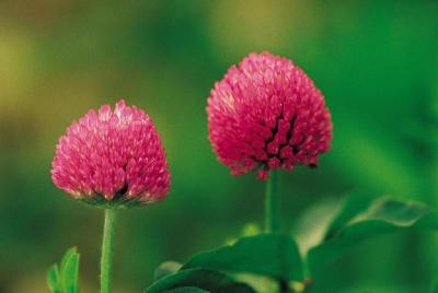 China GMP&ISO 100% natural isoflavones 8%, 20%, 40% red clover extract benefits for sale
