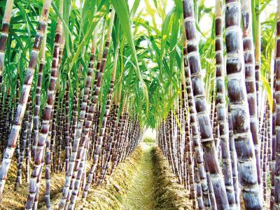 China White Powder Sugar Cane Extract 90% Total Alcohols GC 60% Octacosanol -Sugar Cane Wax for sale