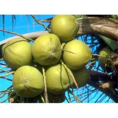 China Herb Medicine Saw Palmetto Extract, Saw Palmetto Powder, fatty Acid for sale