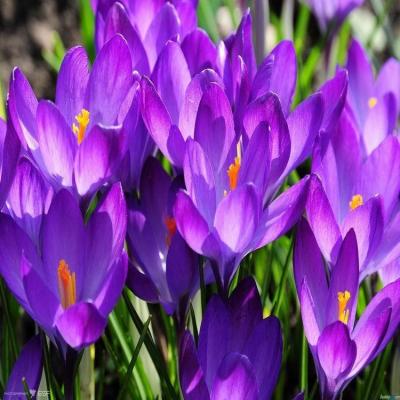 China Women's Beauty Product 100% Natural Saffron Extract --Crocus sativus for sale