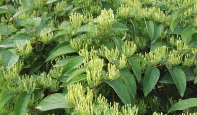 China 100% natural high quality ashwagandha extract, Withania Somnifera L. for pharm application for sale